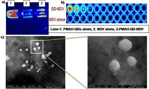 Figure1d Bioorthogonal Labeling In Ndv With Qd A Agarose Gel Download Scientific Diagram