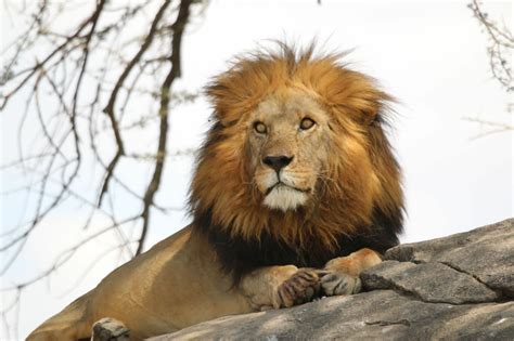 Trip Of A Lifetime Unique Safaris