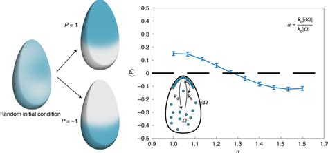 Polarity Selection On Asymmetric Surfaces Polarity Establishment On An