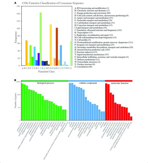 Cog And Go Analysis Of M Japonicus Proteins A Cog Analysis And