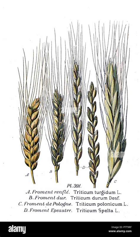 Triticum Turgidum L Triticum Durum Desf Triticum Polonicum L