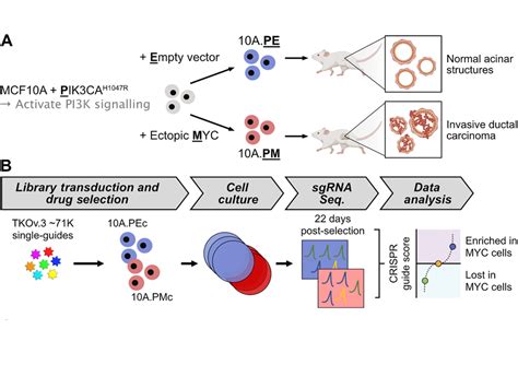 Topoisomerase 1 Inhibition In Myc Driven Cancer Promotes Aberrant R