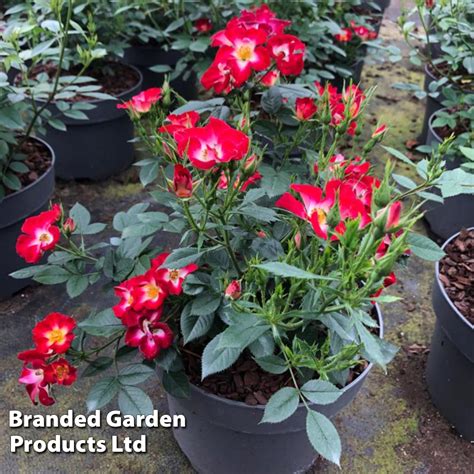 Rose Everglow Ruby Shrub Thompson And Morgan