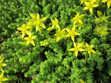 Очиток едкий "Sedum"