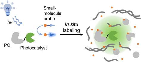 photocatalytic proximity labeling for profiling the subcellular