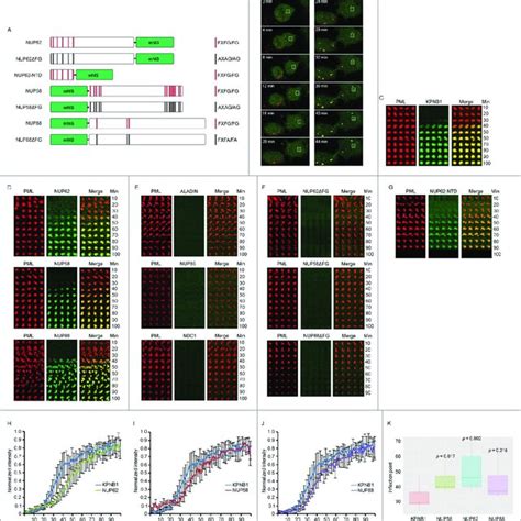 Kpnb1 And Fg Nups In Mobile Cytoplasmic Foci A Untransfected And Download Scientific Diagram