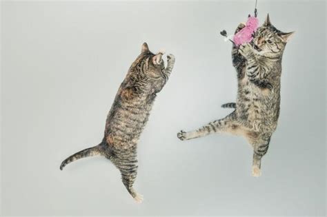 5 raisons qui expliquent pourquoi un chat mord son maître