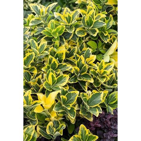 Golden Euonymus