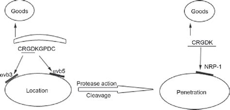 Figure 1 From Irgd As A Tumor‑penetrating Peptide For Cancer Therapy