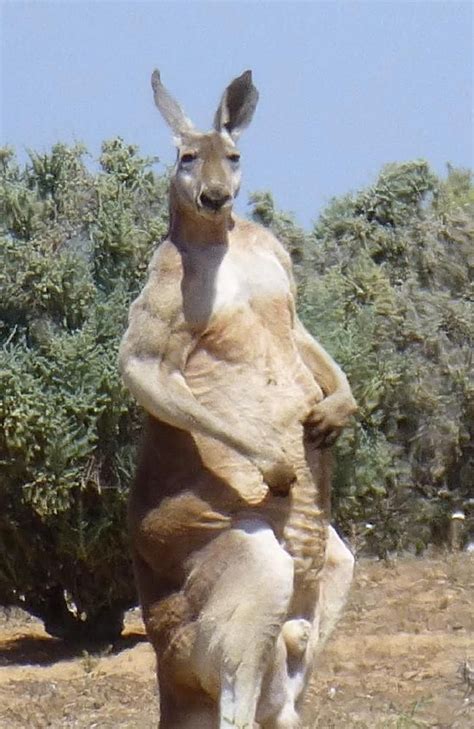 PsBattle This Really Buff Kangaroo Male Kangaroo Kangaroo Funny Kangaroo