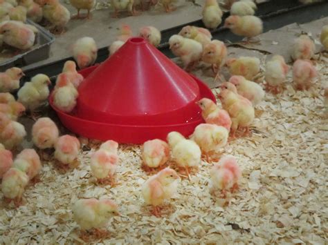 Cobb Breeder Management Guide Parasite Control The Poultry Site
