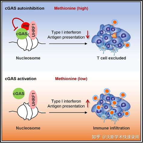 Cancer Cell 发现甲硫氨酸耗竭能促进sting通路介导的抗肿瘤活性 知乎