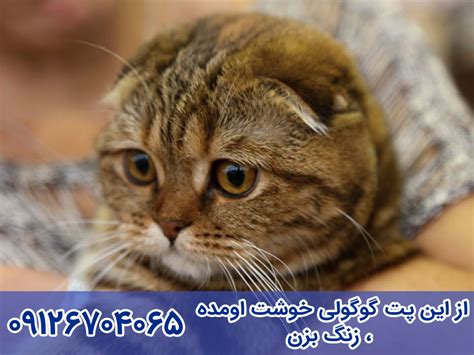 معرفی و قیمت و خرید گربه اسکاتیش فولد Scottish Fold Cat
