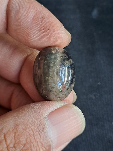 Fossil Nibong Batu Nibong Kayu Jadi Batu Rare Womens Fashion Jewelry And Organisers