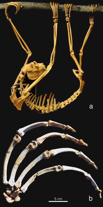 59 Palaeopropithecus Kelyus Reconstruction Skeleton From Anjohibe In Download Scientific