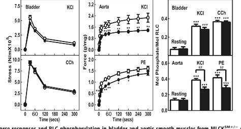 Figure 7 From Signaling Through Myosin Light Chain Kinase In Smooth Muscles Semantic Scholar