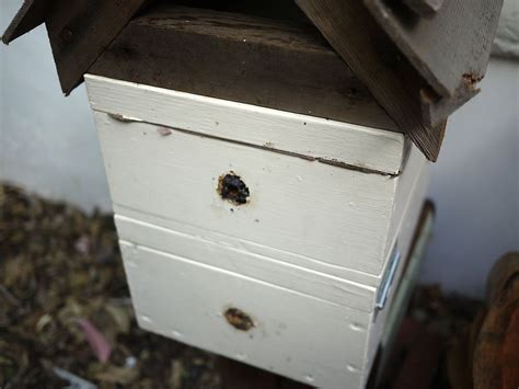 Starting A Native Bee Hive Australian Native Bee