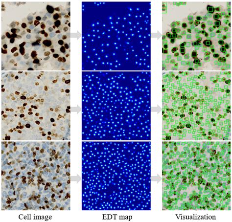 The Effect Of Cell Localization Visualization The First Column Of The
