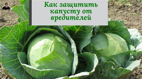 МОЙ СЕКРЕТ/ САМЫЙ ПРОСТОЙ И ДОСТУПНЫЙ СПОСОБ/ Как защитить капусту от ...