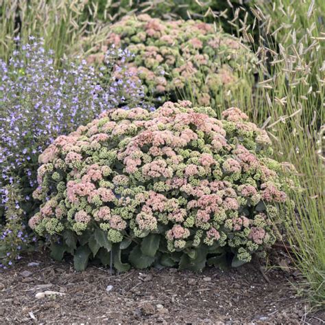 Sedum Coraljade Rock N Grow® Collection New Garden Plants