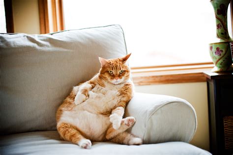 The 8 Best Cat Foods For Weight Loss In 2021