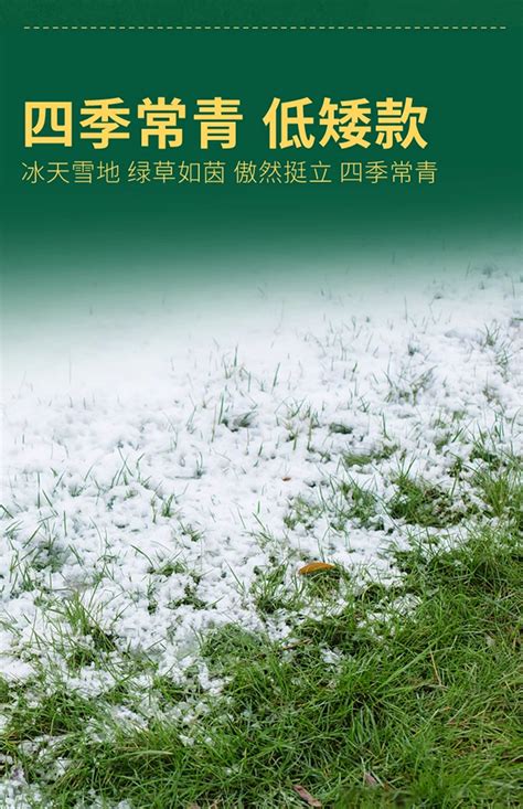 熙纳琳 草坪草籽四季常青护坡 庭院地毯草绿化草种子耐寒耐踏高羊茅包衣5斤 1件