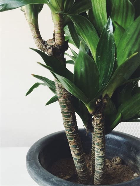 콤팩타키우기 드라세나콤팩타 실내공기정화식물 음지 반음지식물 키우기쉬운 실내 관엽식물추천 인테리어식물 공기정화식물화분 네이버 블로그