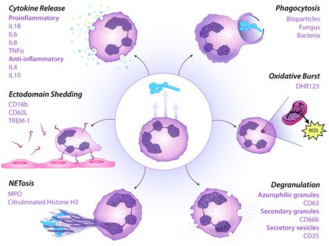 Cells Free Full Text Multiparametric Profiling Of Neutrophil