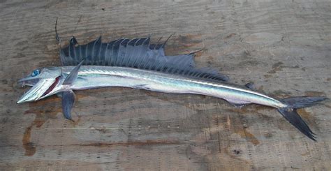 Peces Prehistóricos