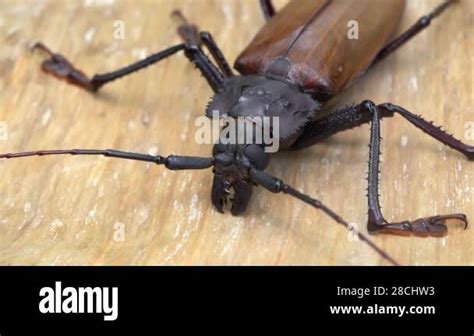 Giant Fijian Longhorn Beetle From Island Koh Phangan Thailand Close