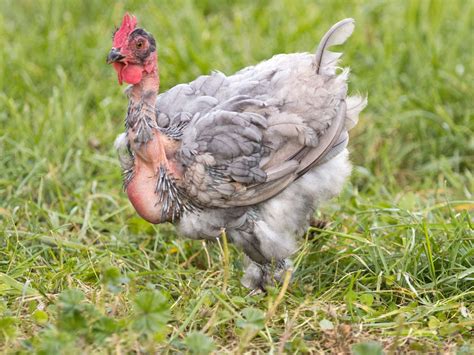 5 High Protein Foods For Molting Chickens Tips Info Chicken