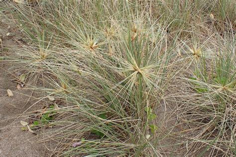 The Medical Uses Of Spinifex Grass Ausbiz