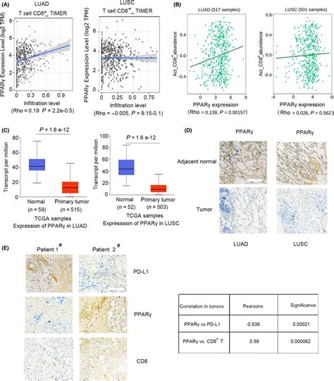 PPARγ is a positive regulator of T cells A Tcell infiltration was