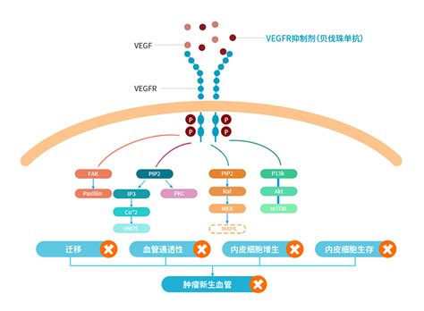 上市产品 博安生物，山东博安，博安新型抗体，博安生物类似药，贝伐珠单抗，地舒单抗