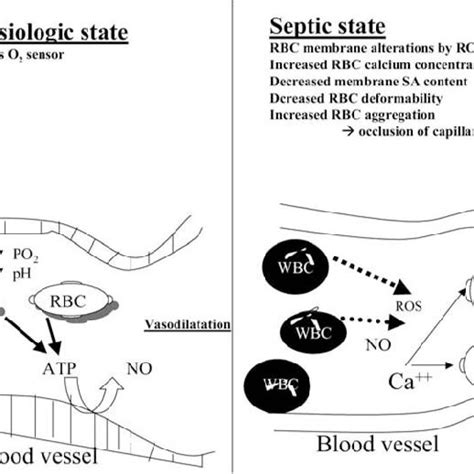 Schematic Relationship Between RBCs WBCs And Endothelium Left Panel Download Scientific