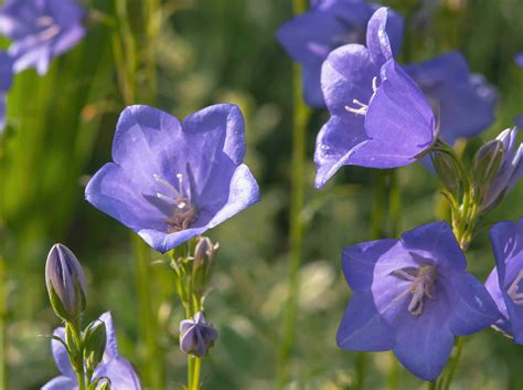 Peach Leaved Bellflower Plant Care Growing Guide