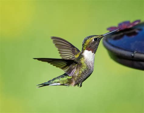 Male Ruby Throated Humming Bird Nikon Cafe