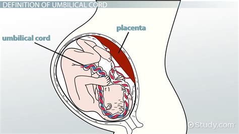 What Is The Umbilical Cord Definition And Function Video And Lesson