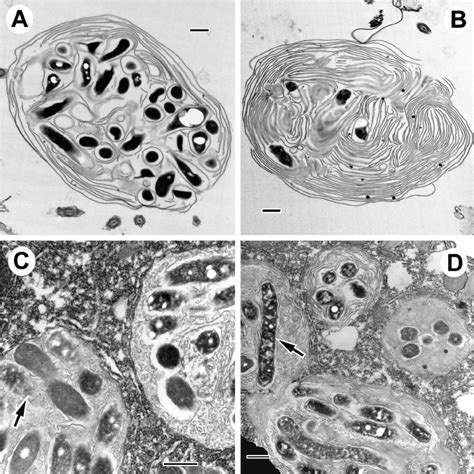 Electron Micrographs Showing Expelled Pellets A And B Or Food Download Scientific Diagram