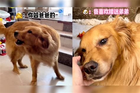 没让狗送儿子上学，狗子大发脾气后偷偷流泪，饭都不吃等他回来儿子