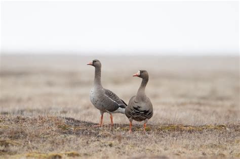 Bird Photos Greater White Fronted Geese
