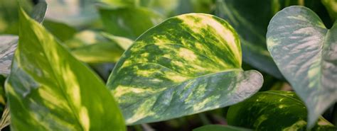 Scindapsus Aureum Kopen 123planten Nl