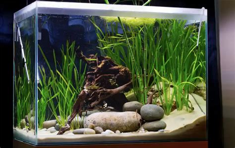 Freshwater Aquarium Setup