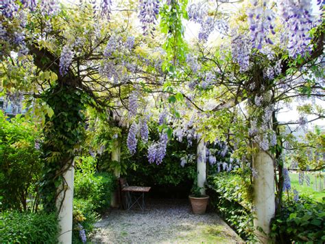 Best Climbing Plants For Australian Pergolas And Trellises 2 Men And