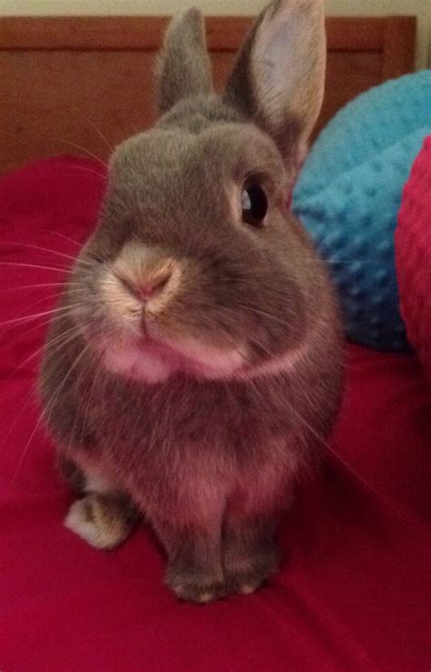 Pin En Cuteness