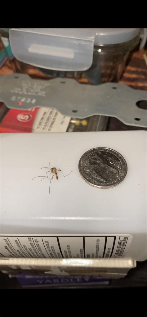 Help Identify R Whatsthisbug