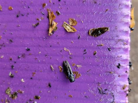 Emerald Ash Borer Discovered In 3 Counties In Oregon The Beavertonian
