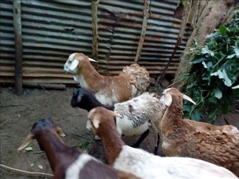 Cagnotte Mayotte Levage De Mouton Race Locale De Ismainla Madi