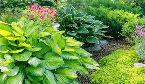 Shade Loving Plants For Your Garden — Rismedia