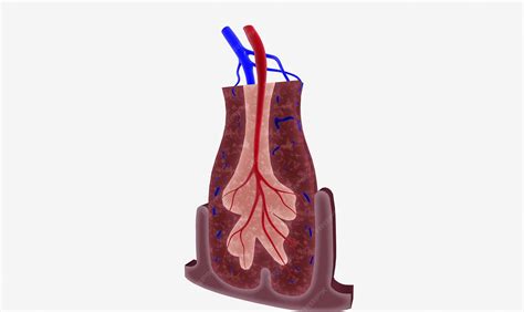 Premium Photo The Spleen Supports The Lymphatic System By Filtering